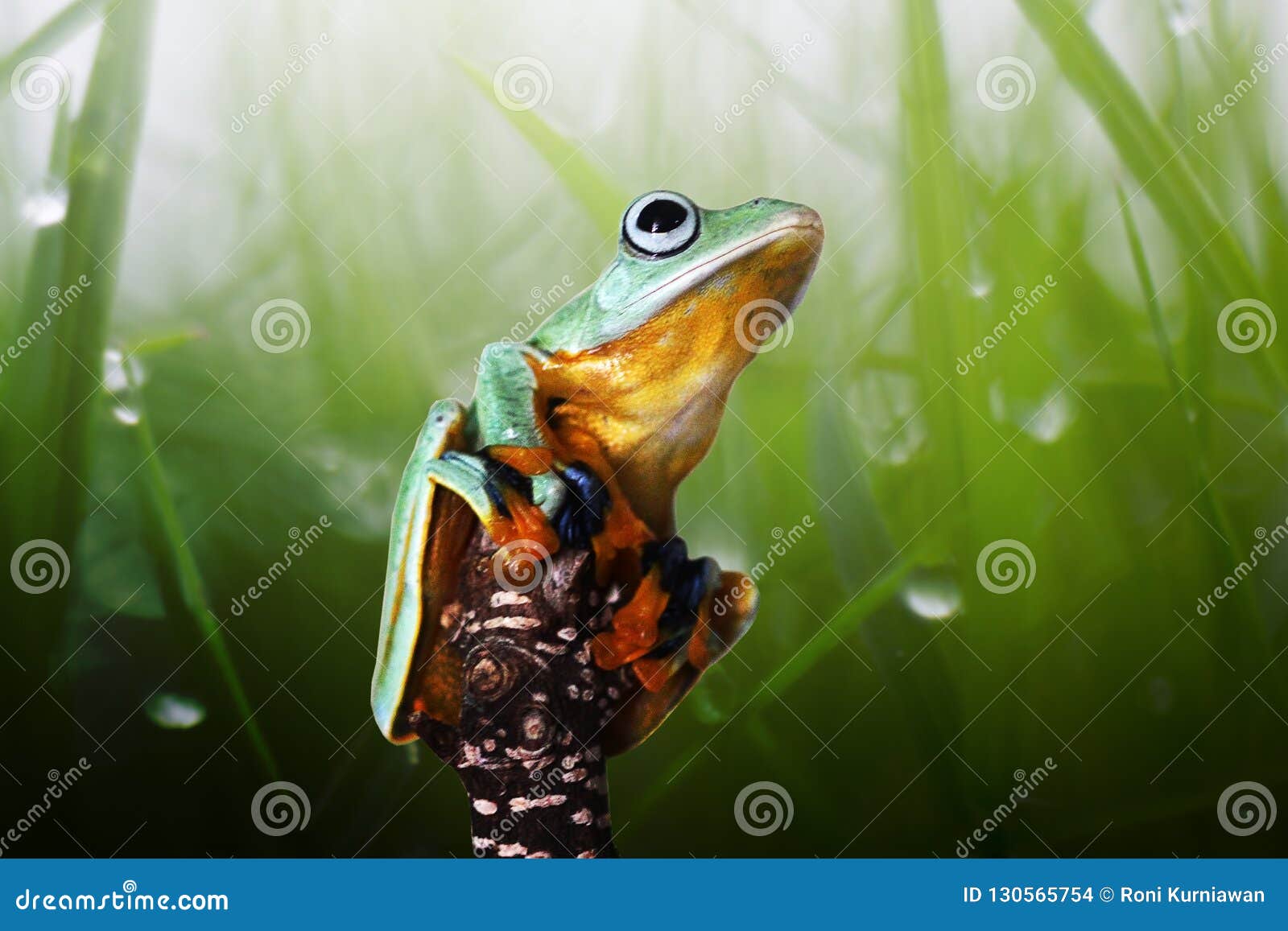 Wallace`s Flying Frog, Wallace`s Flying Frog on a Branch Stock Photo ...