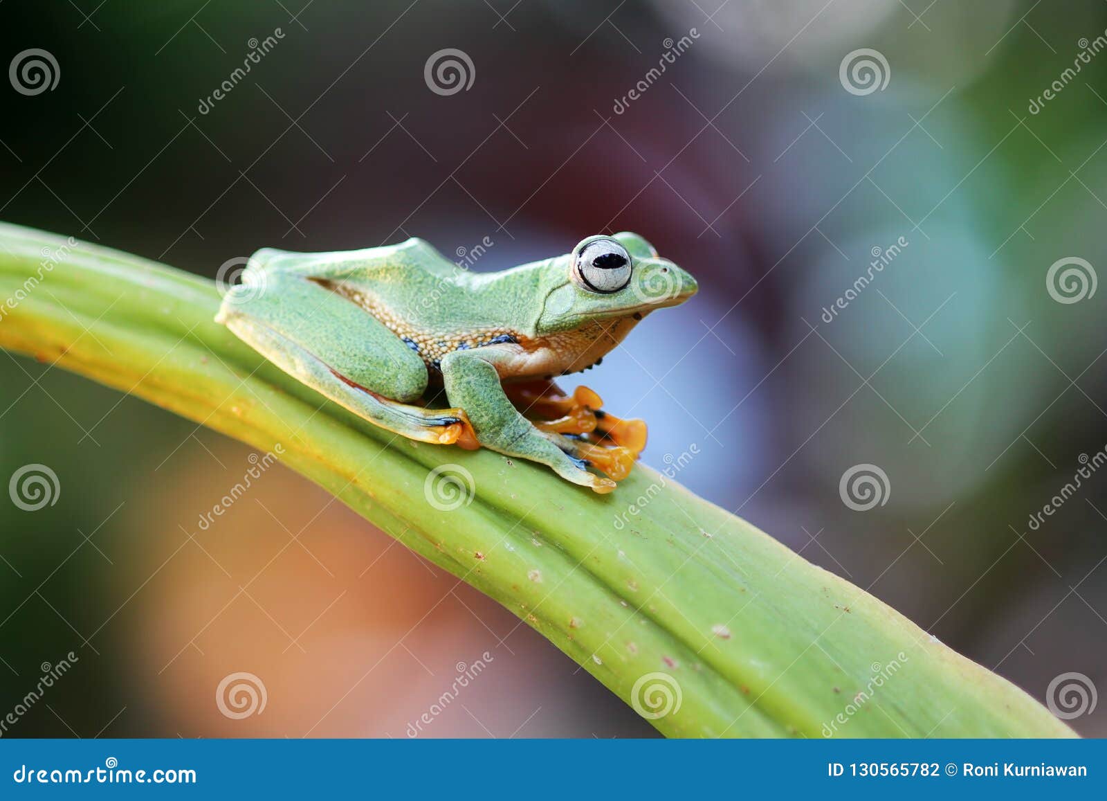Wallace`s Flying Frog, Wallace`s Flying Frog On A Branch Royalty-Free ...