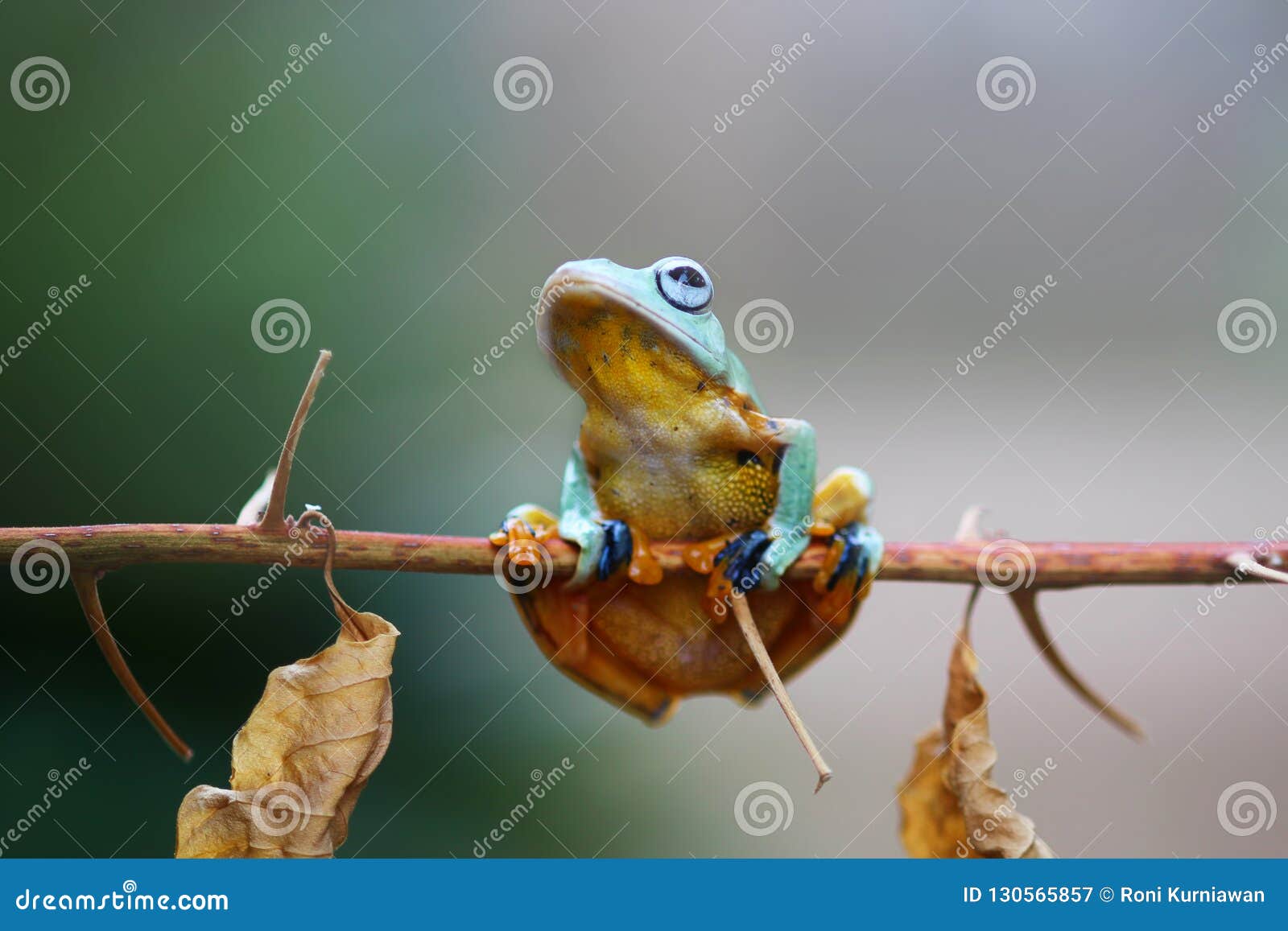 Wallace`s Flying Frog, Wallace`s Flying Frog on a Branch Stock Image ...