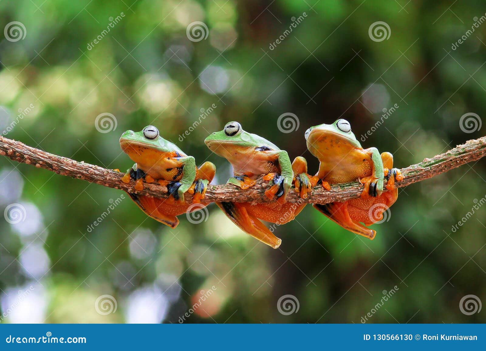 Wallace`s Flying Frog, Wallace`s Flying Frog on a Branch Stock Photo ...
