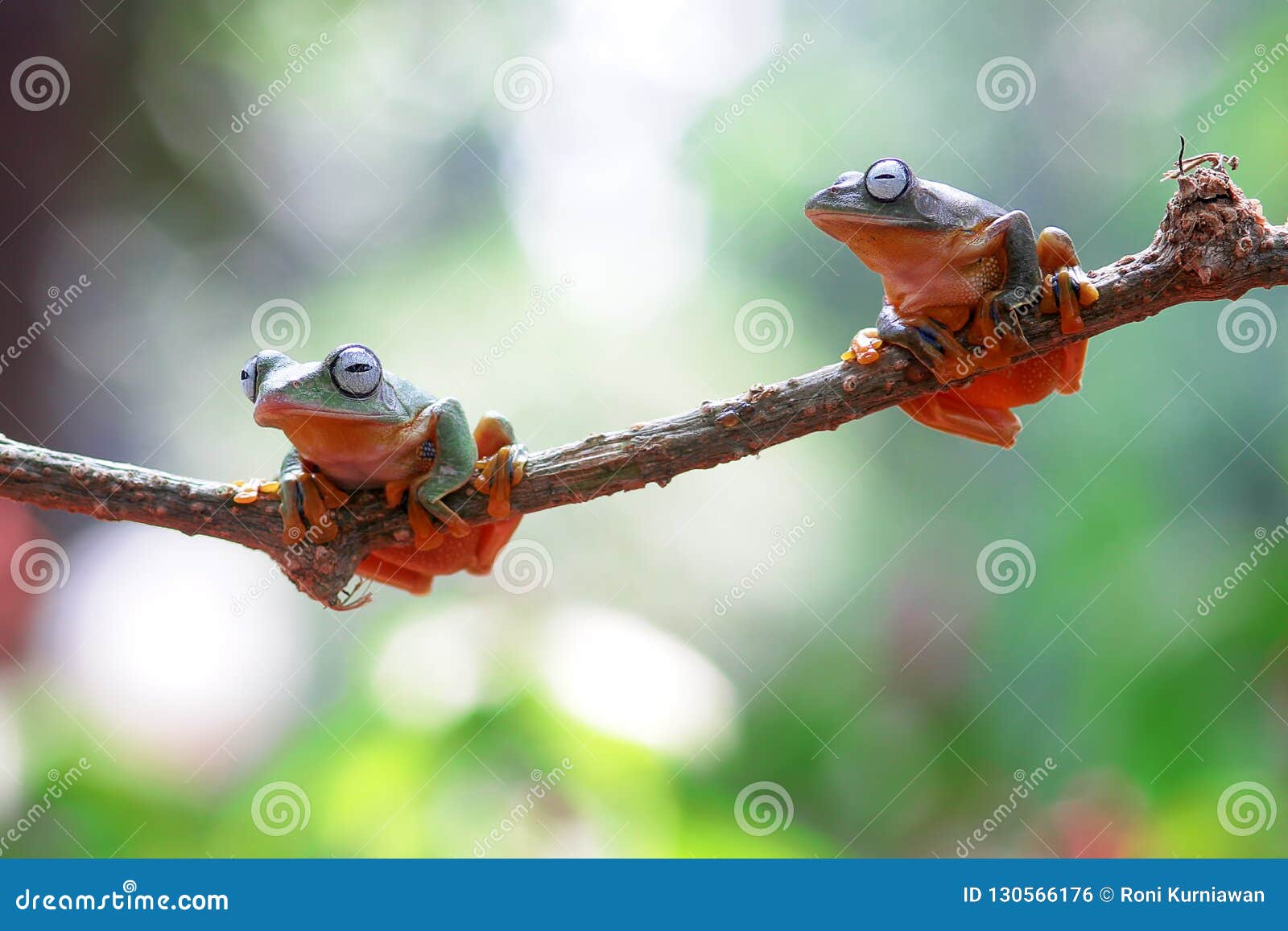 Wallace`s Flying Frog, Wallace`s Flying Frog on a Branch Stock Photo ...