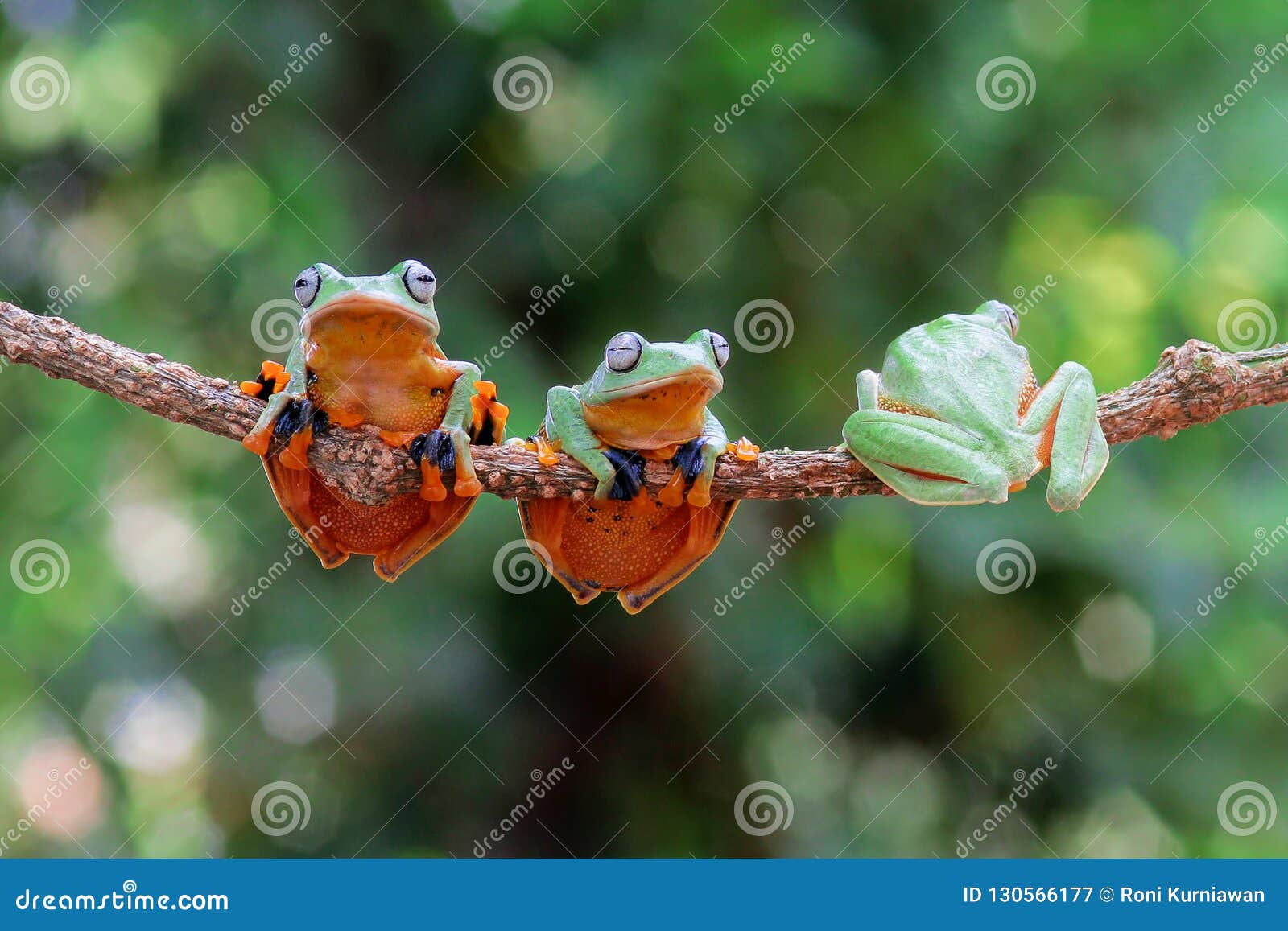 Wallace`s Flying Frog, Wallace`s Flying Frog on a Branch Stock Image ...