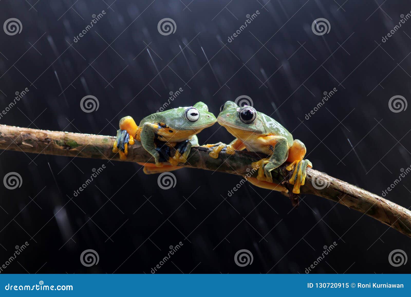Wallace`s Flying Frog, Wallace`s Flying Frog on a Branch Stock Image ...