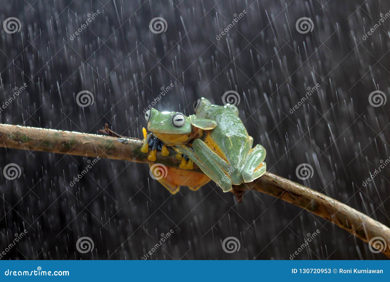 Wallace`s Flying Frog, Wallace`s Flying Frog on a Branch Stock Image ...