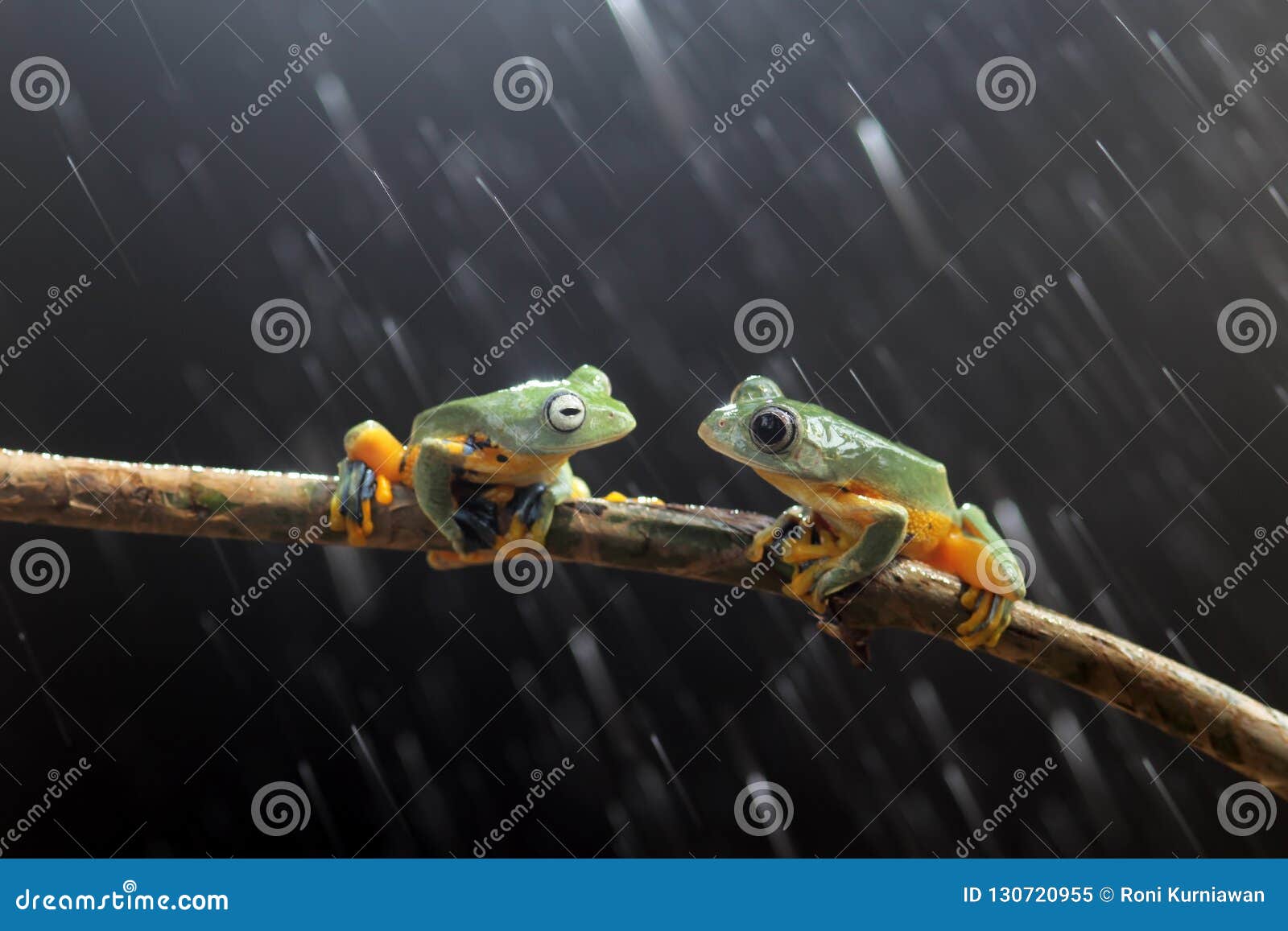 Wallace`s Flying Frog, Wallace`s Flying Frog on a Branch Stock Image ...