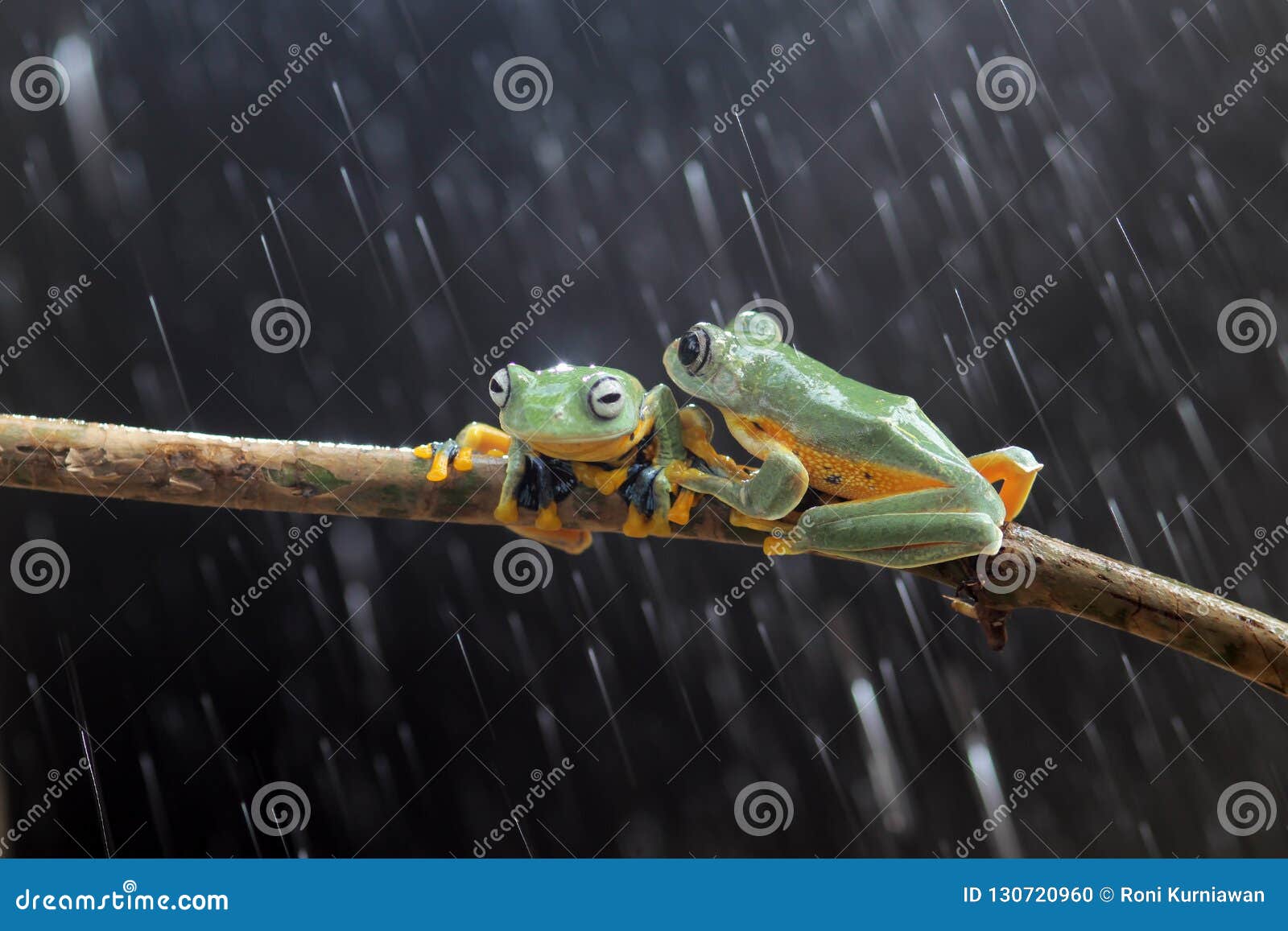 Wallace`s Flying Frog, Wallace`s Flying Frog on a Branch Stock Photo ...