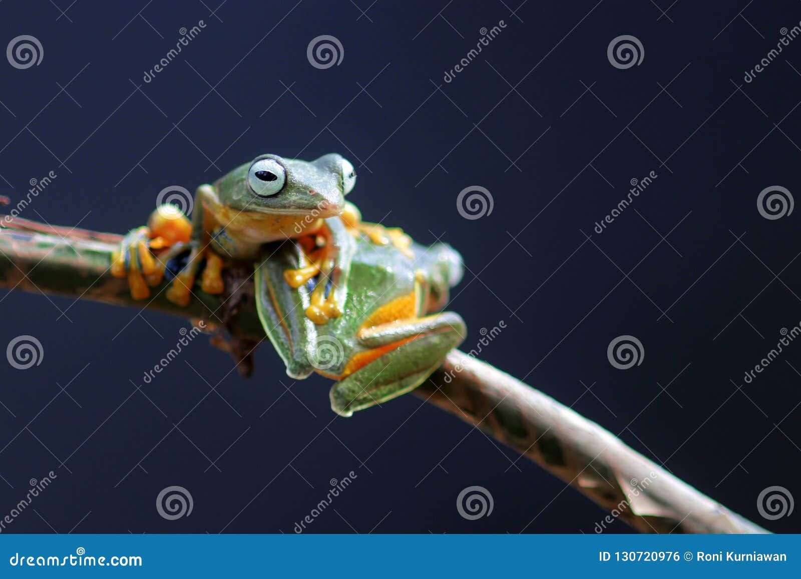 Wallace`s Flying Frog, Wallace`s Flying Frog on a Branch Stock Photo ...