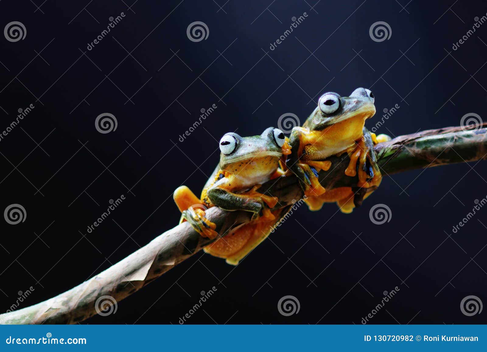 Wallace`s Flying Frog, Wallace`s Flying Frog on a Branch Stock Photo ...