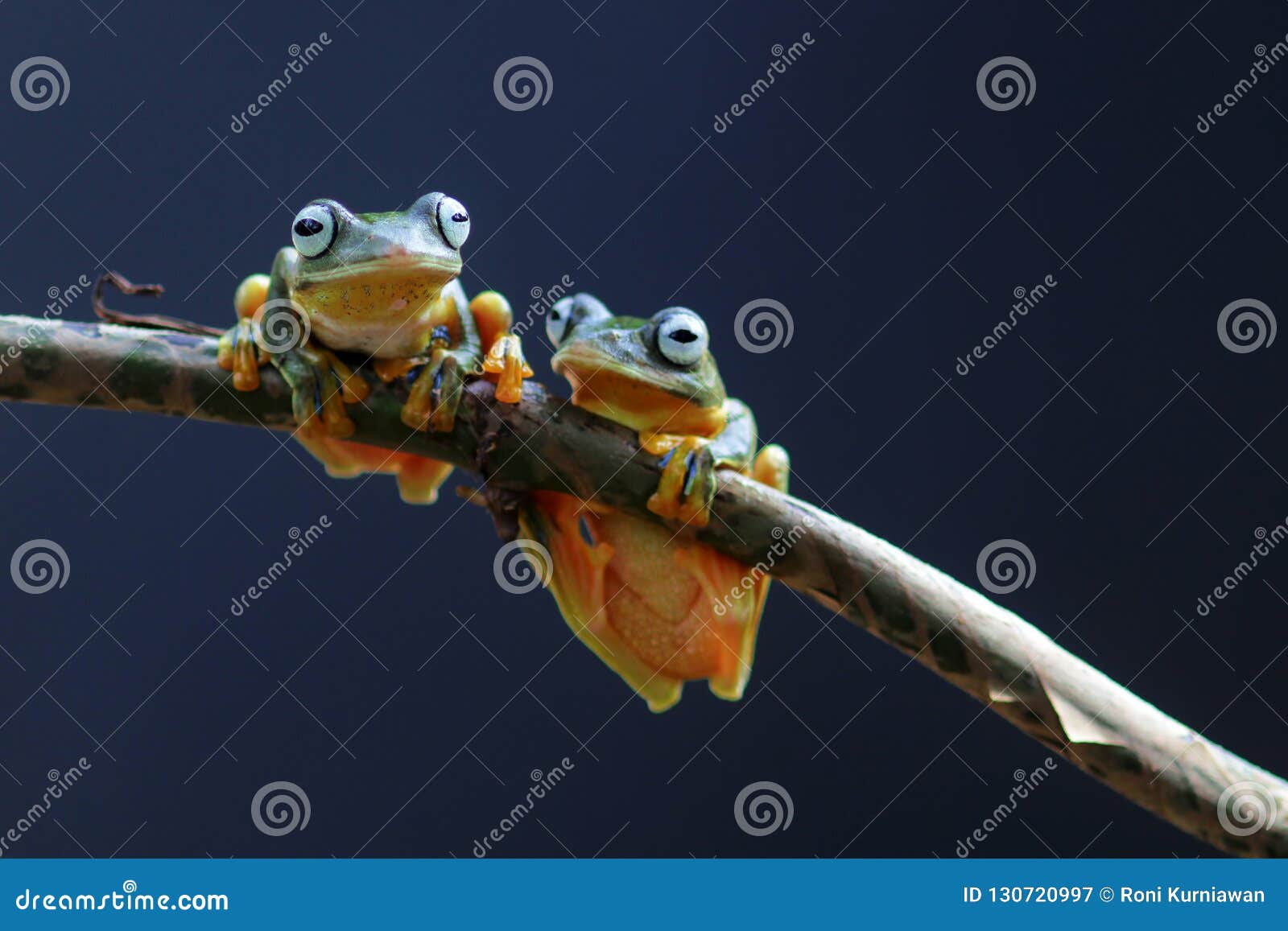 Wallace`s Flying Frog, Wallace`s Flying Frog on a Branch Stock Image ...