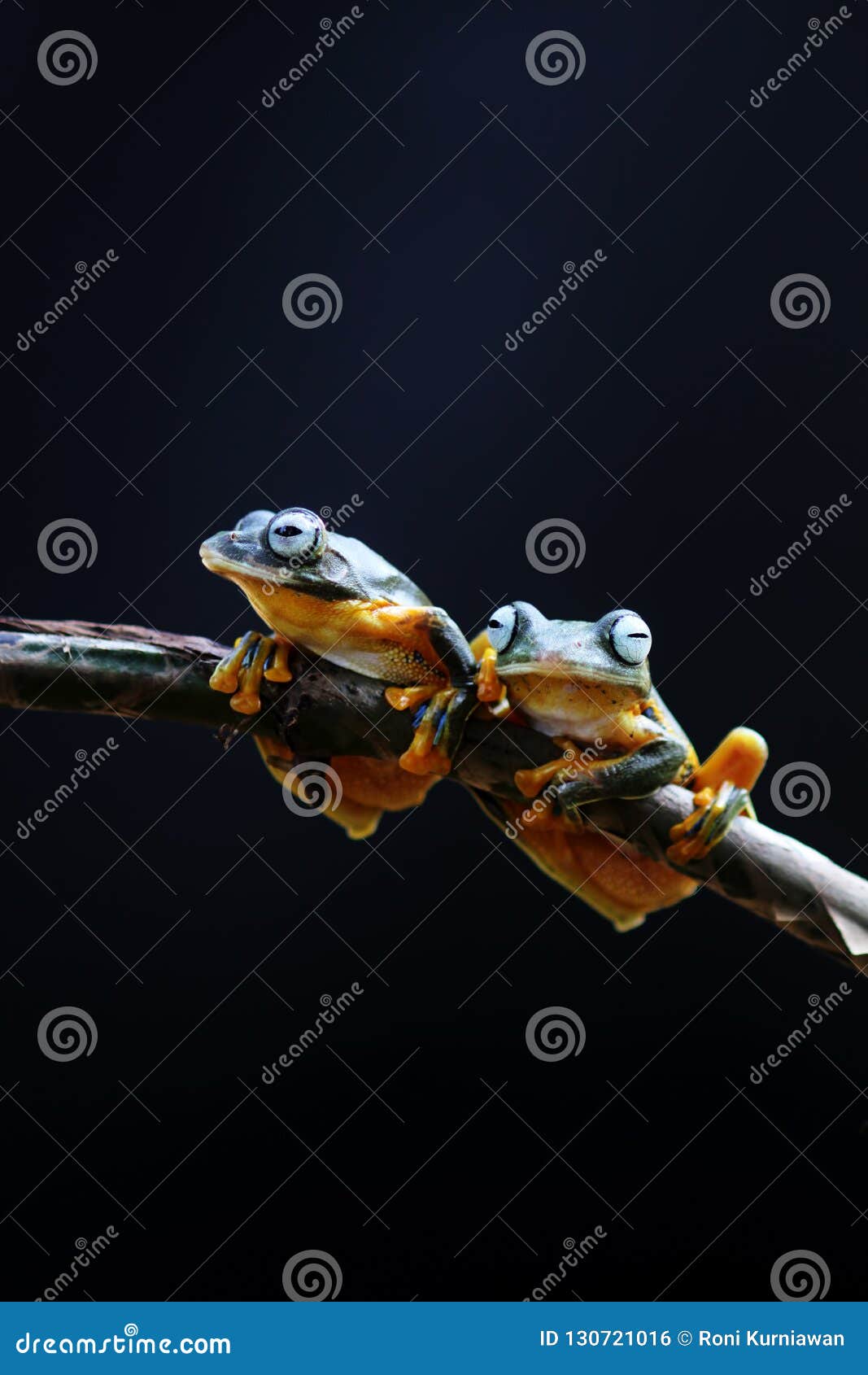 Wallace`s Flying Frog, Wallace`s Flying Frog on a Branch Stock Photo ...