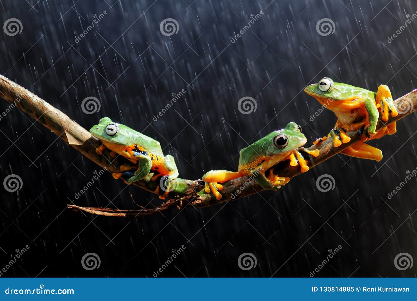 Flying Frog on a Branch, Frog, Tree Frogs, Mammals Stock Image - Image ...