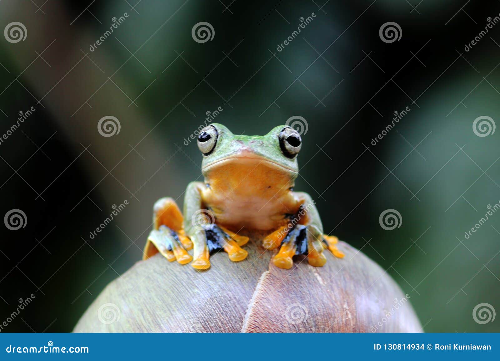 Wallace`s Flying Frog Aloneness Stock Photo - Image of black, nature ...