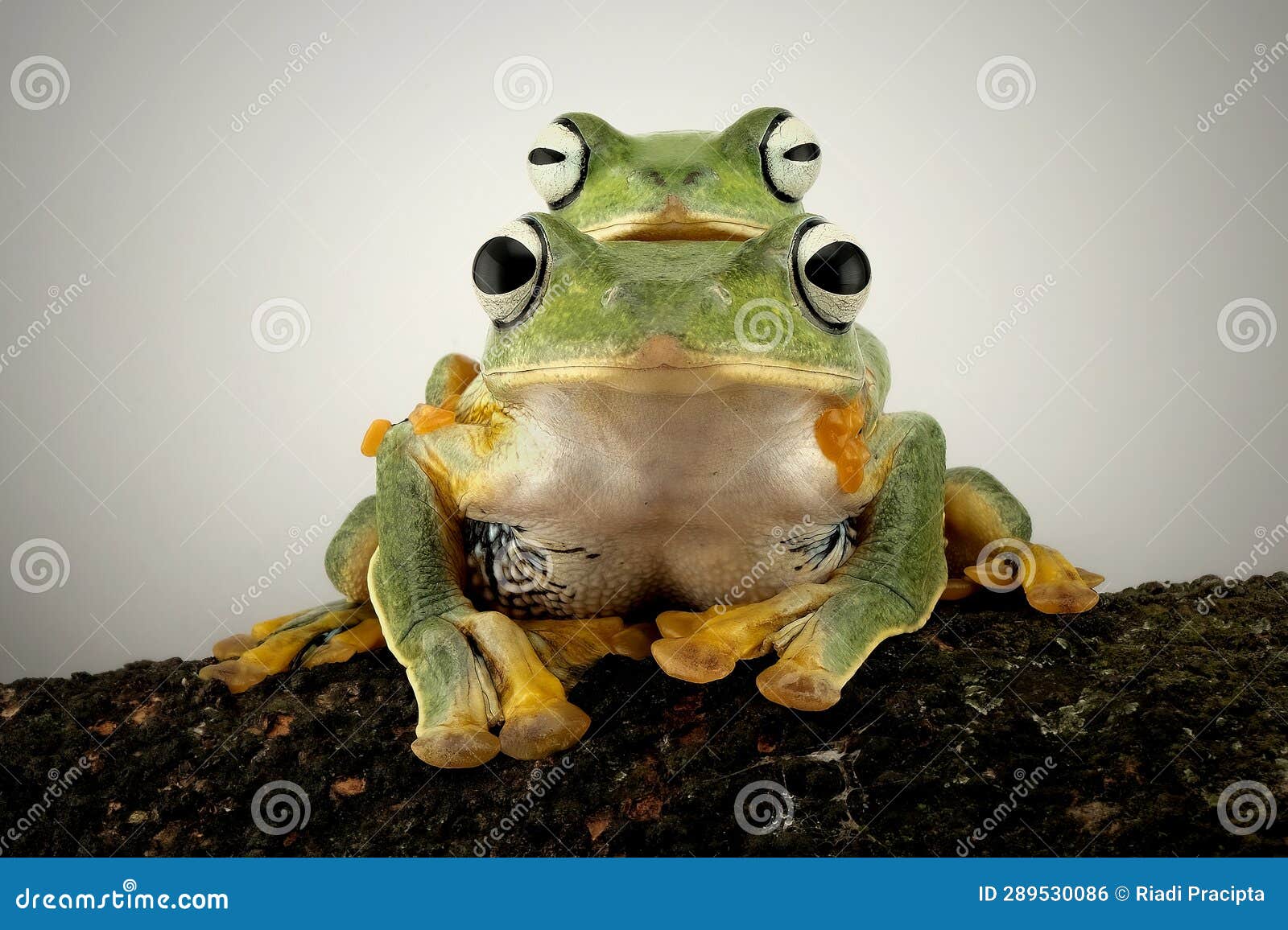 Wallace S Flying Frogs on Branch with Flower Stock Photo - Image of ...