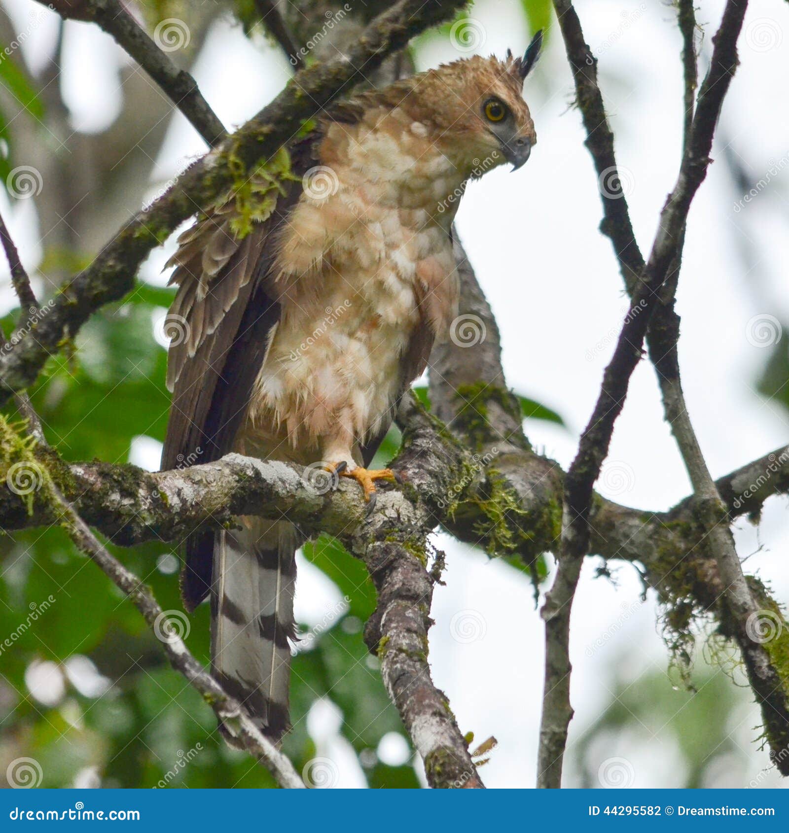 Wallace s Hawk-eagle stock photo. Image of perching, eagle - 44295582