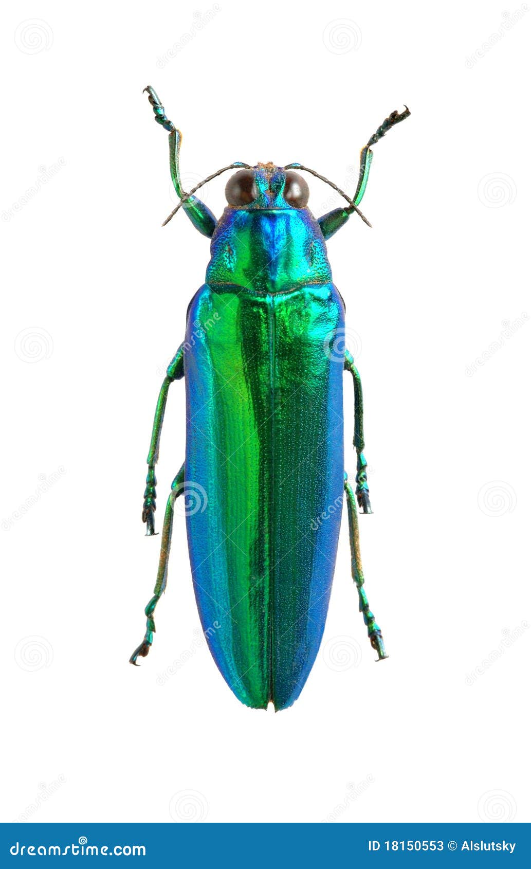 Wallacei de Chrysochroa imagen de archivo. Imagen de salvaje - 18150553