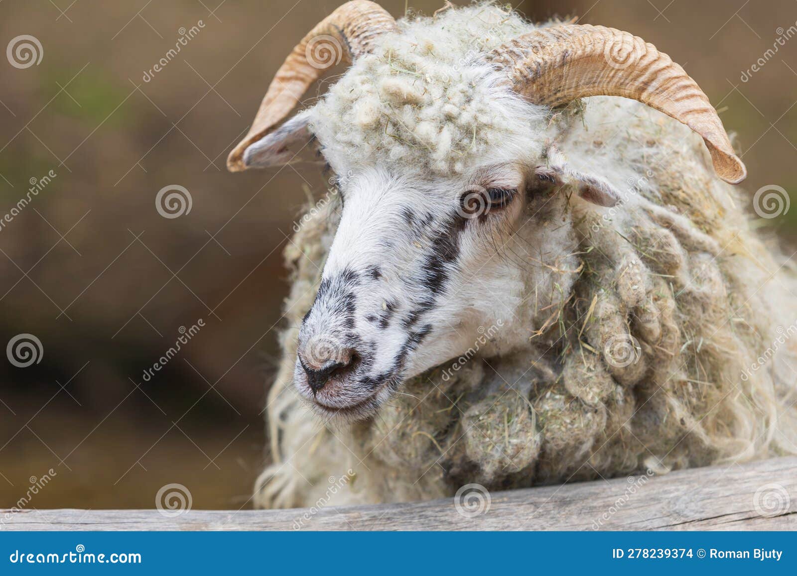 Wallachian Sheep - a Large Ram with Long Fur and Large Horns Stock ...