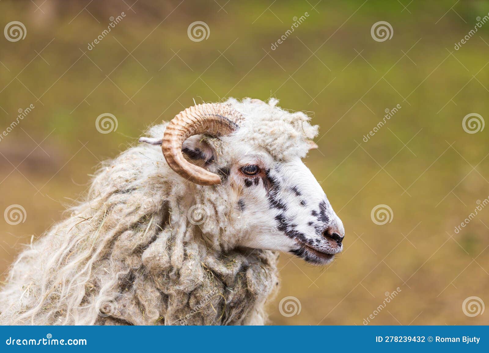 Wallachian Sheep - a Large Ram with Long Fur and Large Horns Stock ...