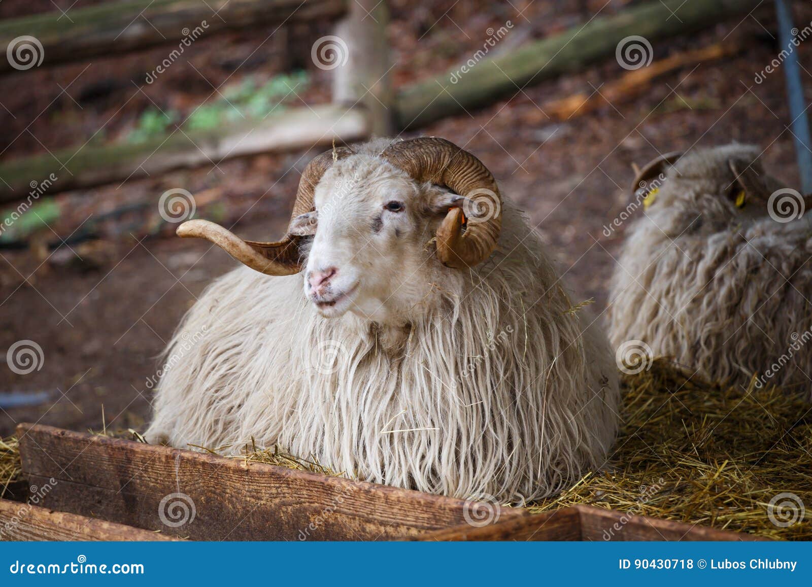 Wallachian sheep stock photo. Image of livestock, farm - 90430718