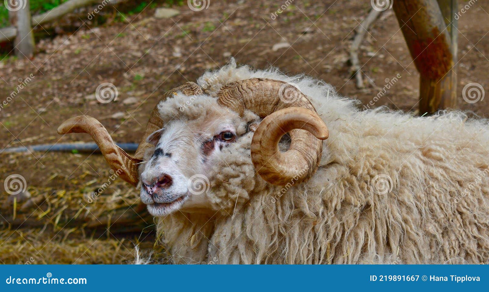 Wallachian sheep ram stock image. Image of breed, animal - 219891667