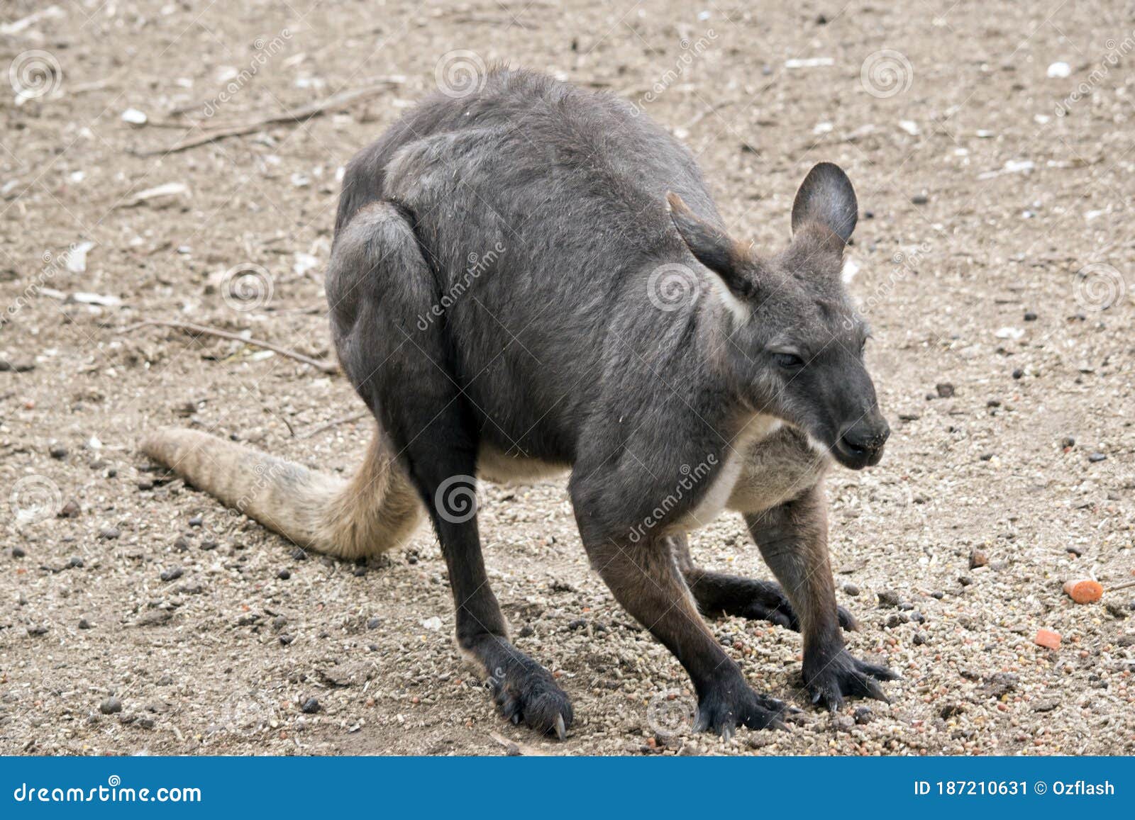 This is a Male Euro or Wallaroo Stock Image - Image of mammal, friendly ...