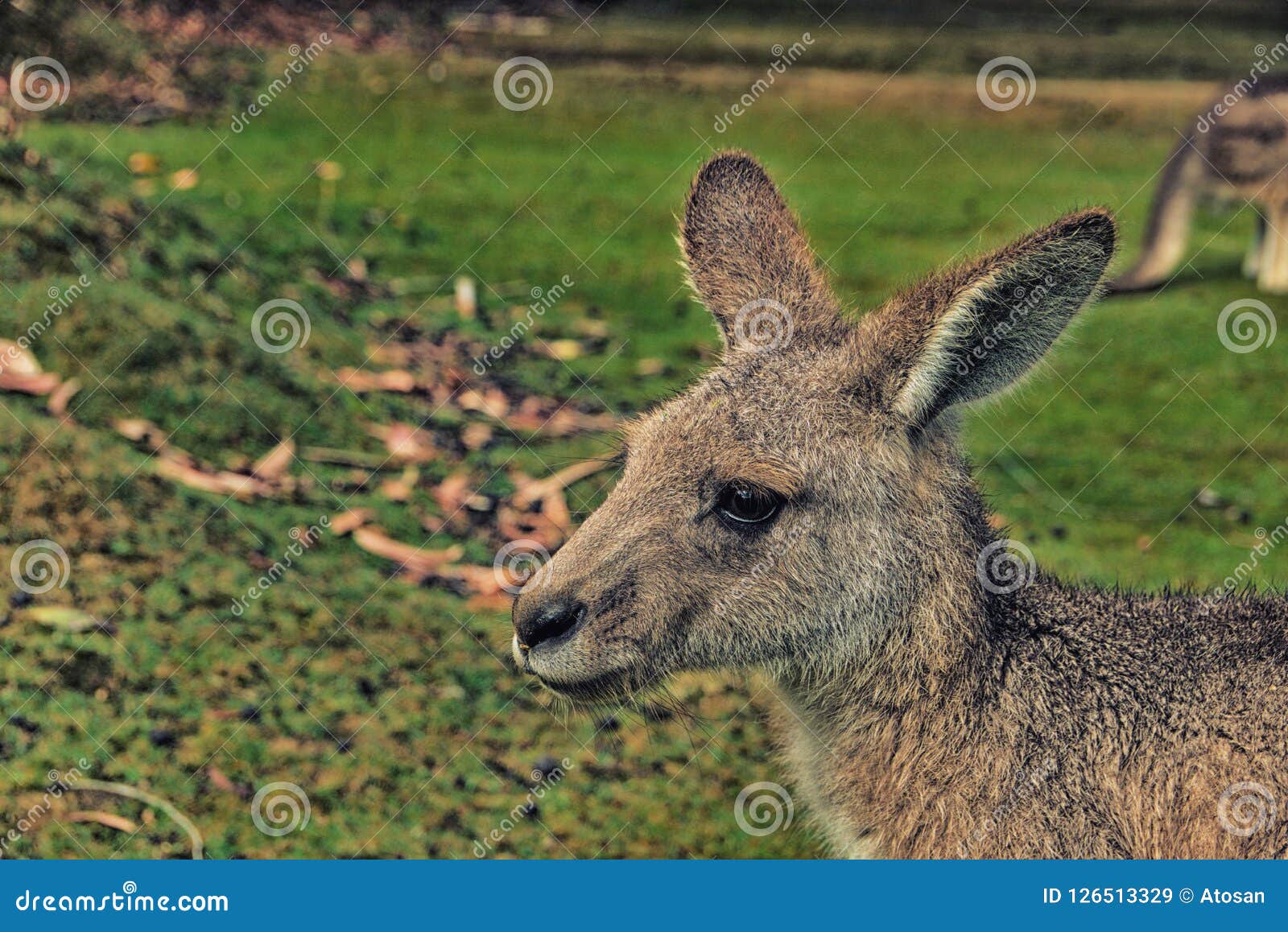 Wallaroo Portrait stock image. Image of people, camera - 126513329