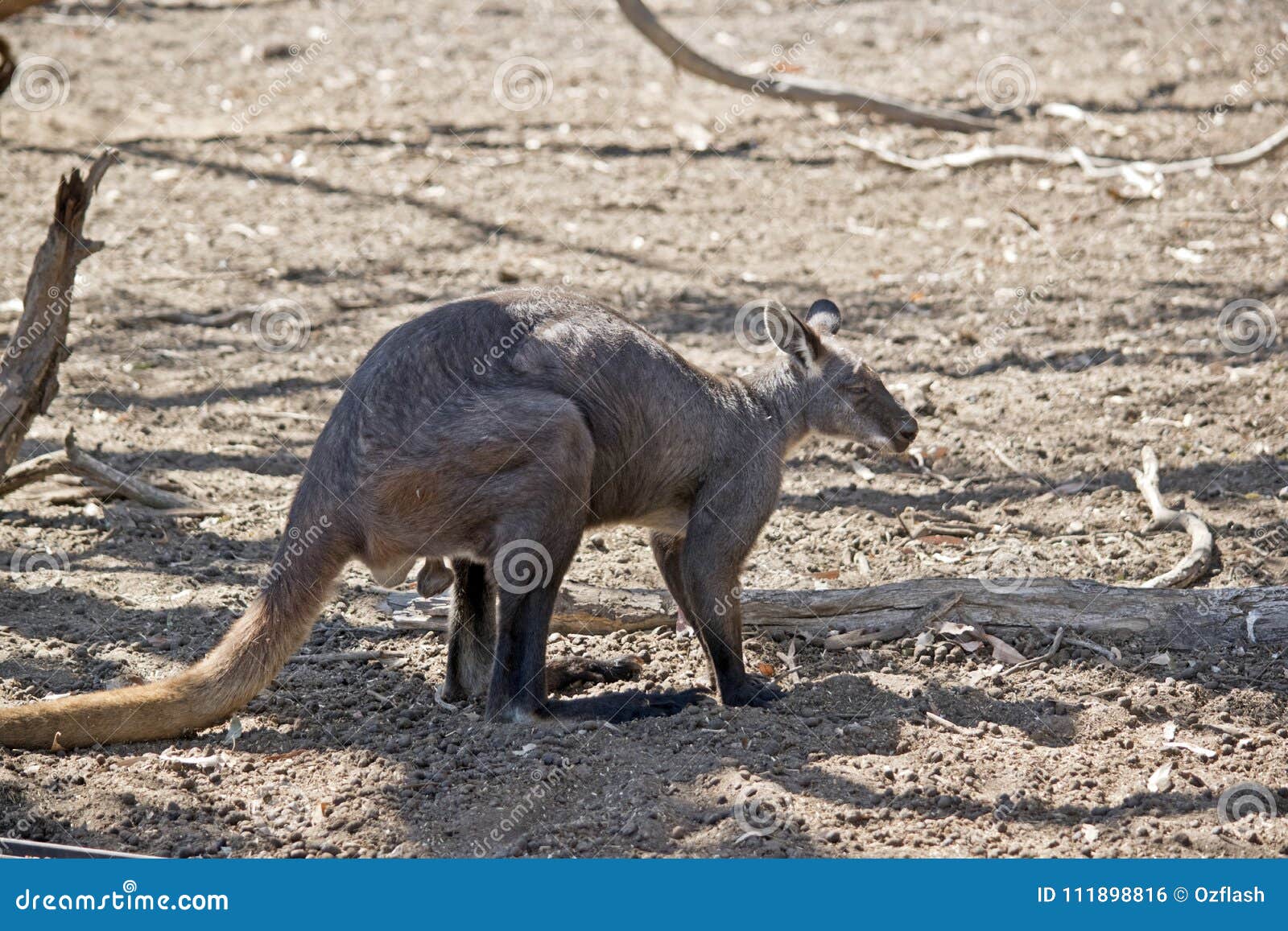 Wallaroo side view stock photo. Image of marsupial, toes - 111898816