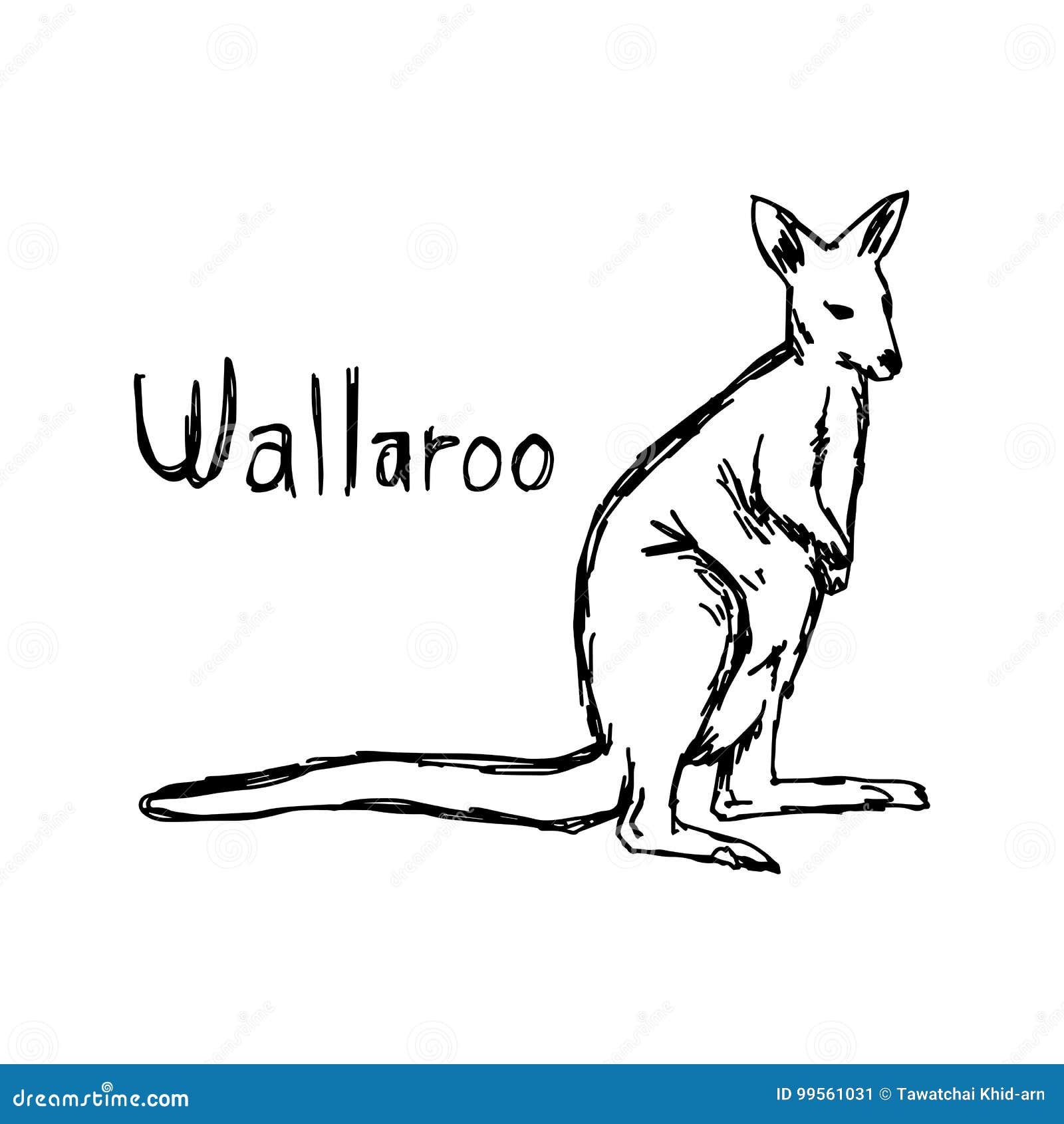 Wallaroo - Vector Illustration Sketch Hand Drawn With Black Line ...