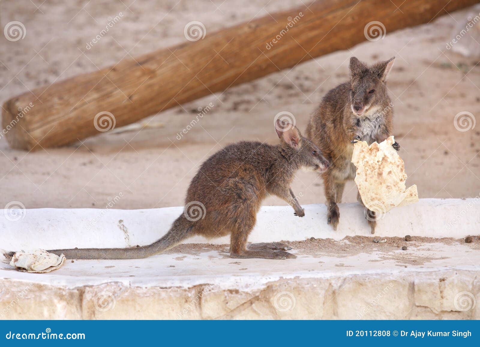 Wallaroos eating food stock photo. Image of claws, creature - 20112808