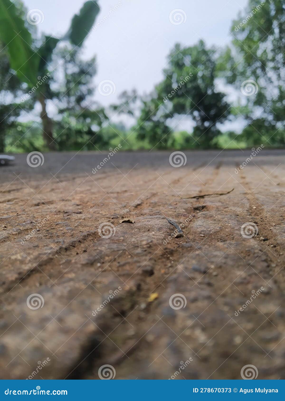 A Walled Path in the Middle of a Plantation Stock Image - Image of ...