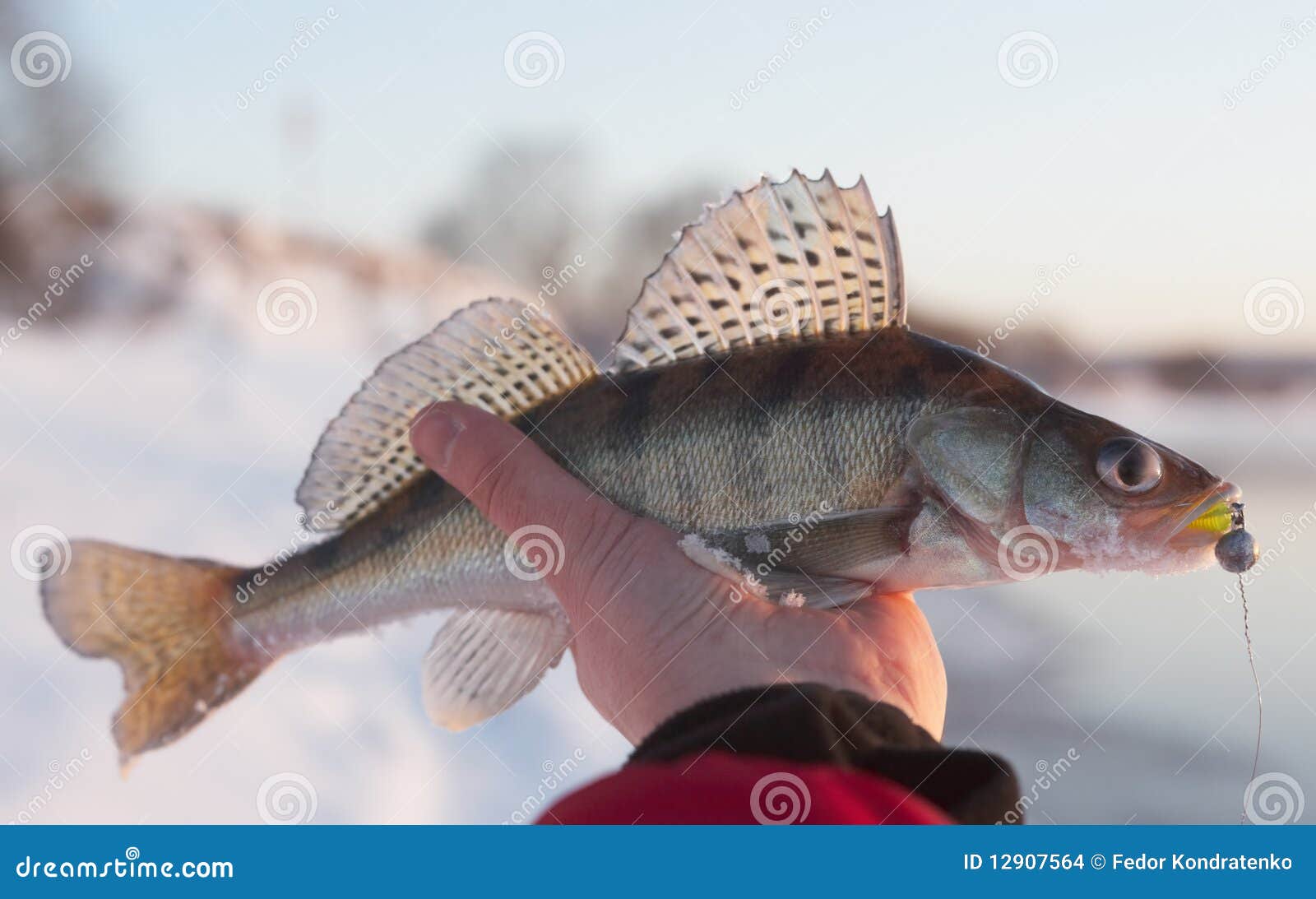 Walleye stock photo. Image of catch, animal, green, scales - 12907564