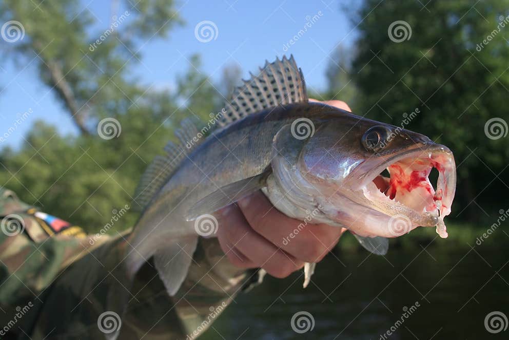 Walleye stock photo. Image of pike, landing, scales, sport - 2536938