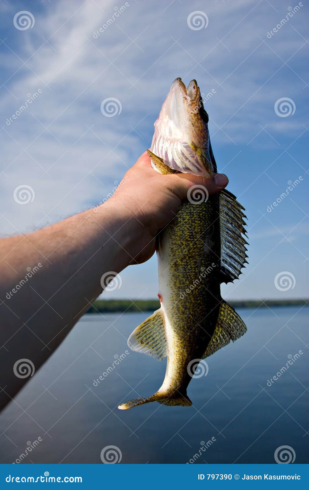 Walleye stock photo. Image of hold, outdoors, angler, fish - 797390