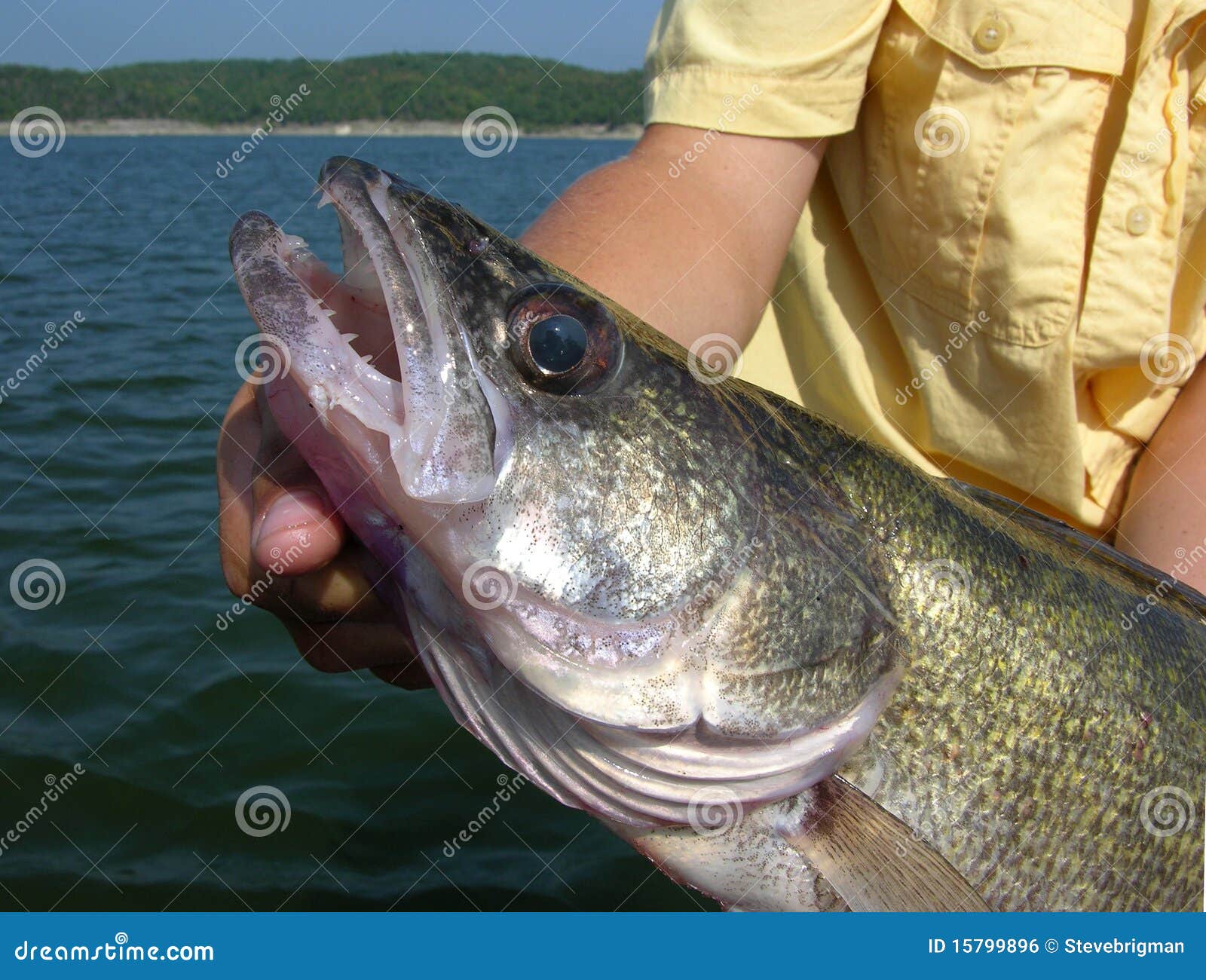 Walleye catch stock photo. Image of sander, angler, animal - 15799896