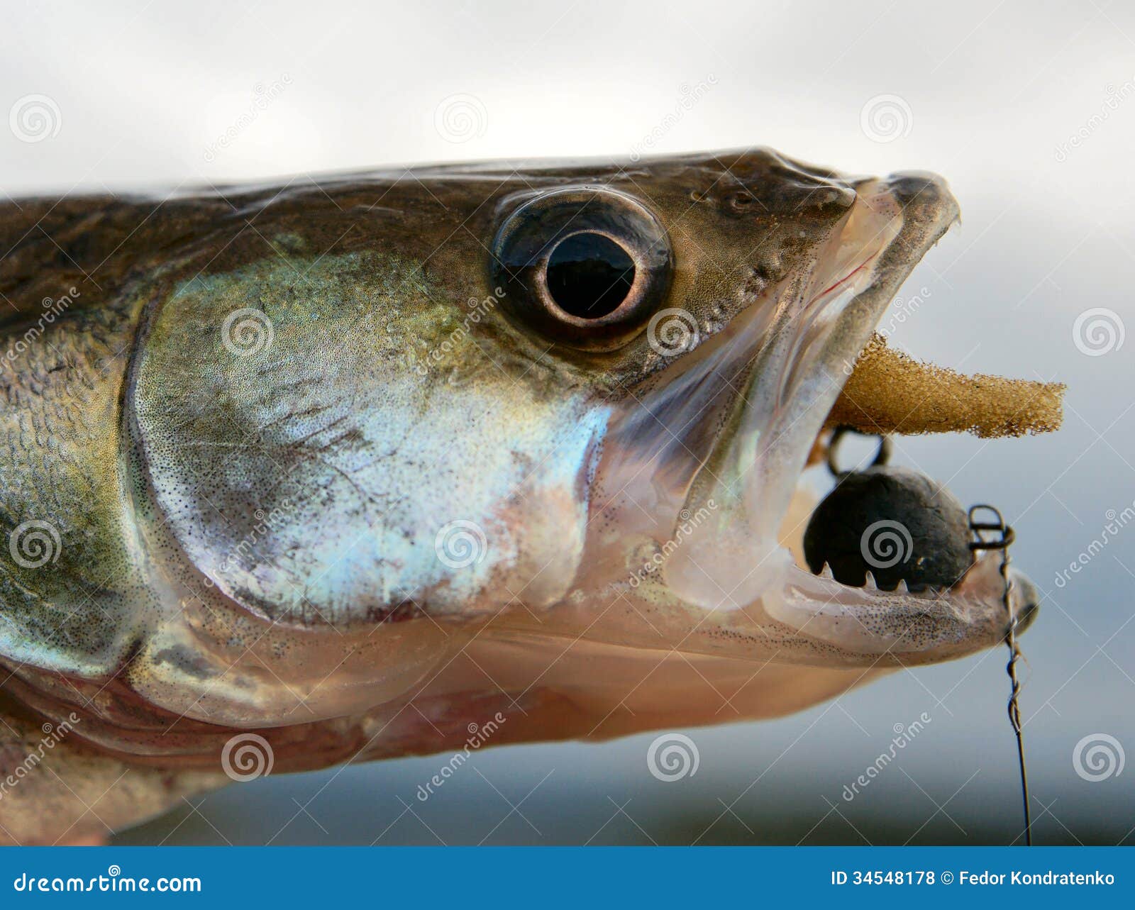 Walleye Caught on Handmade Jig Lure, Close-up Stock Photo - Image of ...