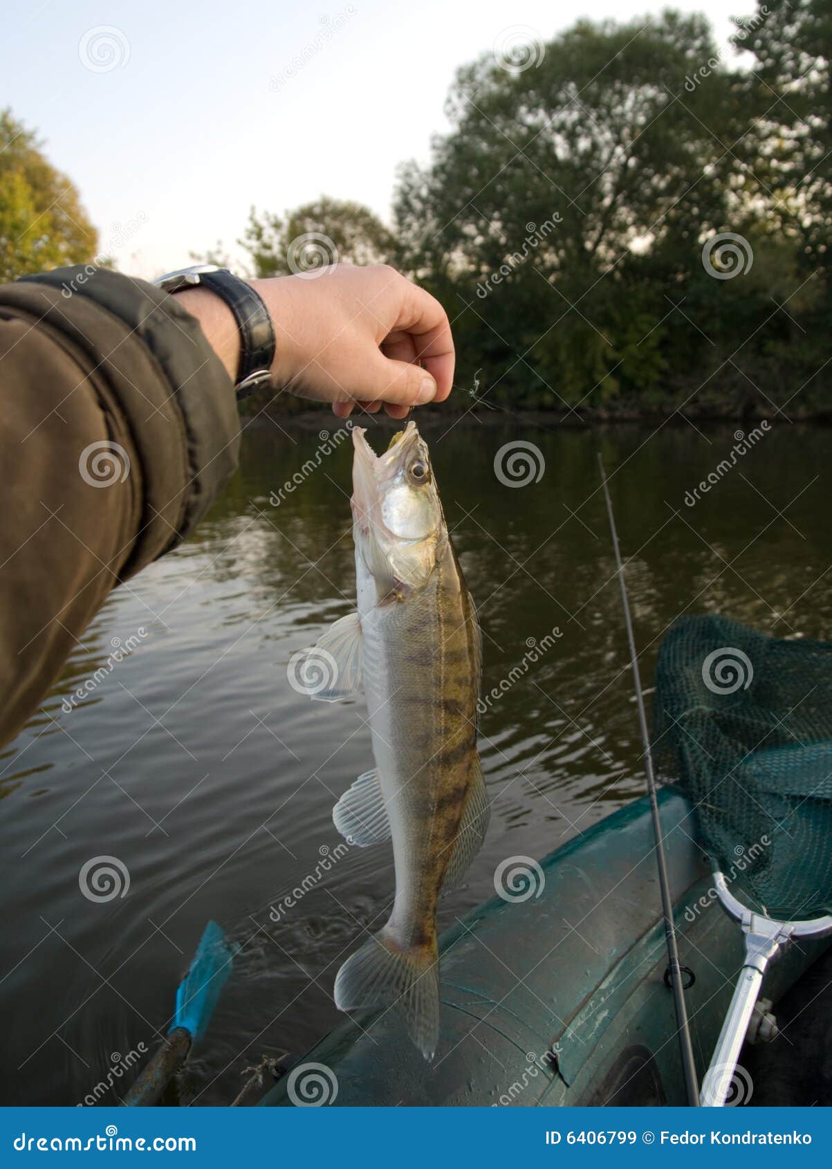Walleye Caught in Sunny Autumn Morning Stock Image - Image of hobby ...