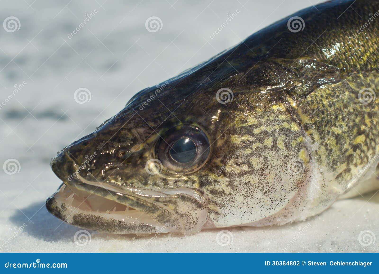 Walleye stock photo. Image of frozen, sport, minnesota - 30384802