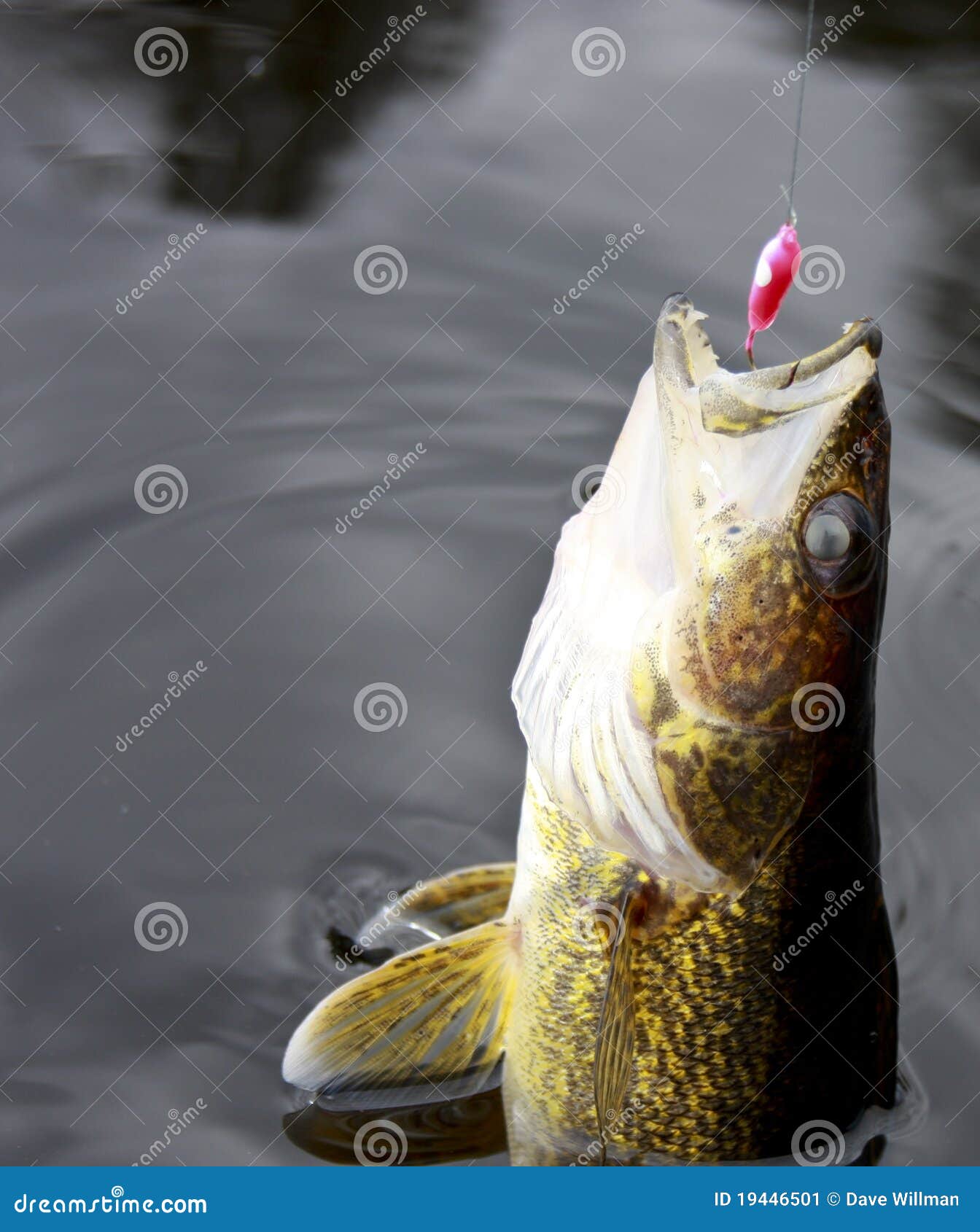 Walleye close up stock image. Image of line, fish, hooked - 19446501