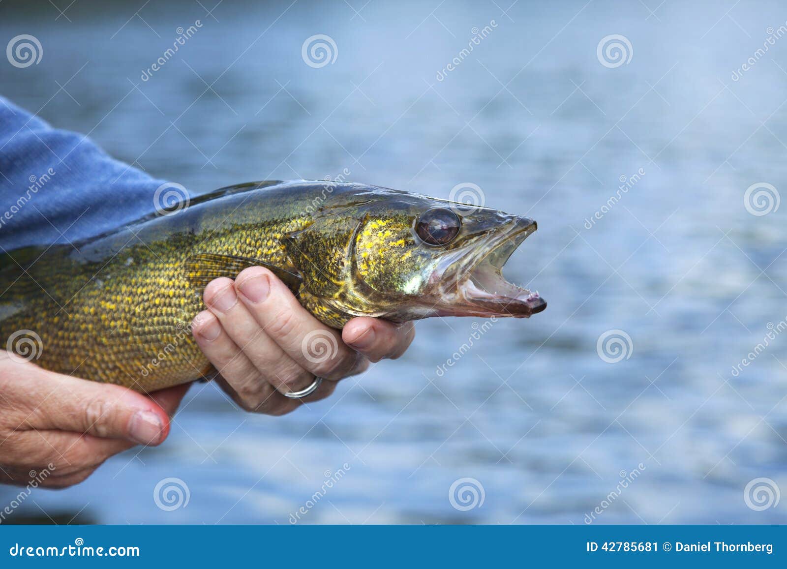 Walleye Close Up Held by a Fisherman Stock Image - Image of green ...