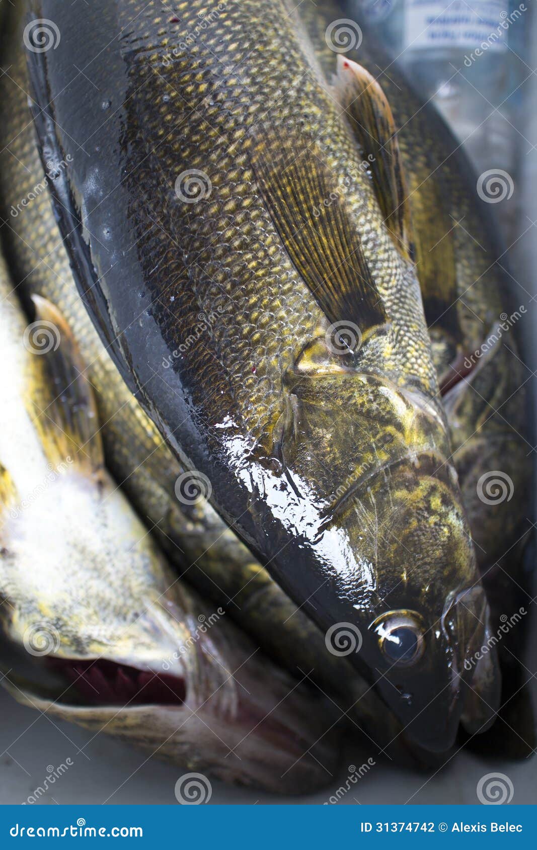 Walleye closeup stock photo. Image of caught, fish, freshwater - 31374742