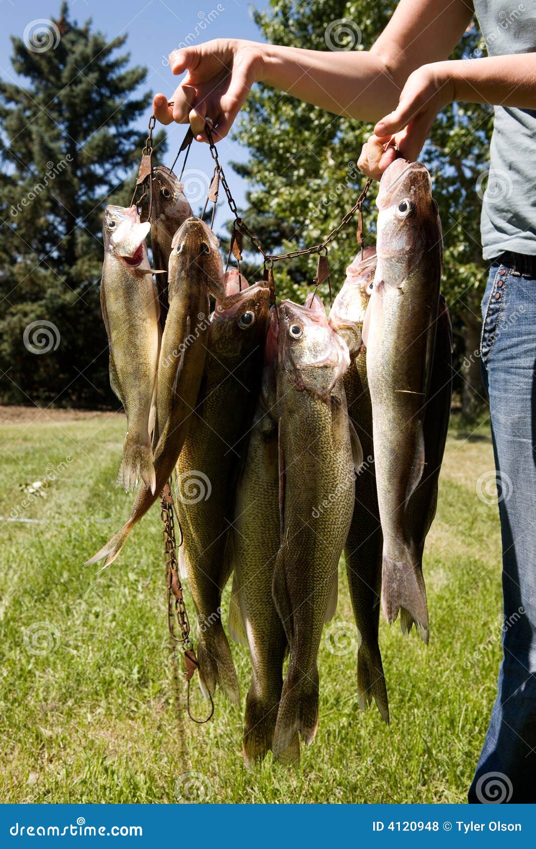 Walleye Fish stock photo. Image of pickeral, grass, macro - 4120948
