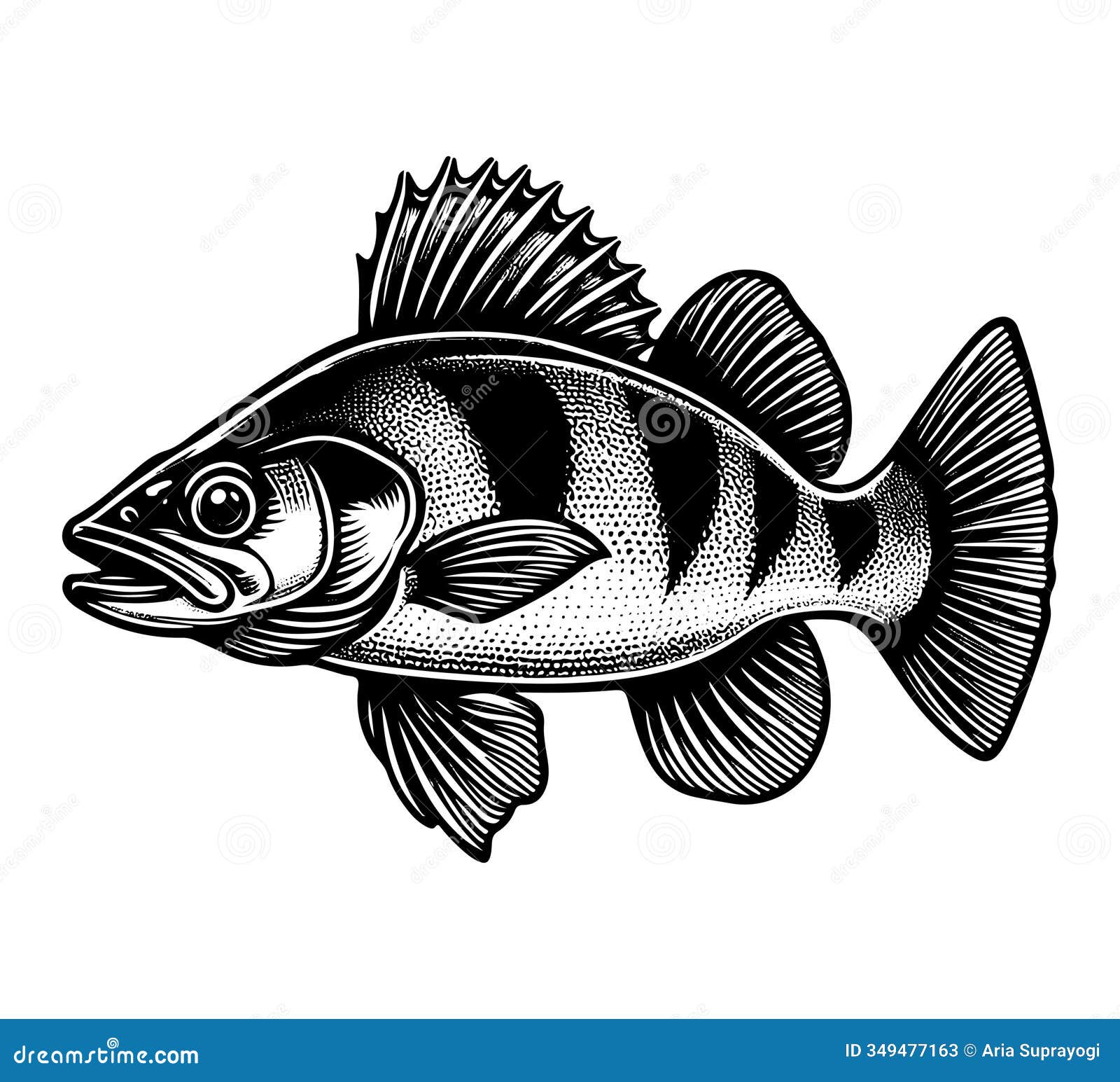 Walleye Fish Hand Drawn Vintage Vector Stock Illustration ...