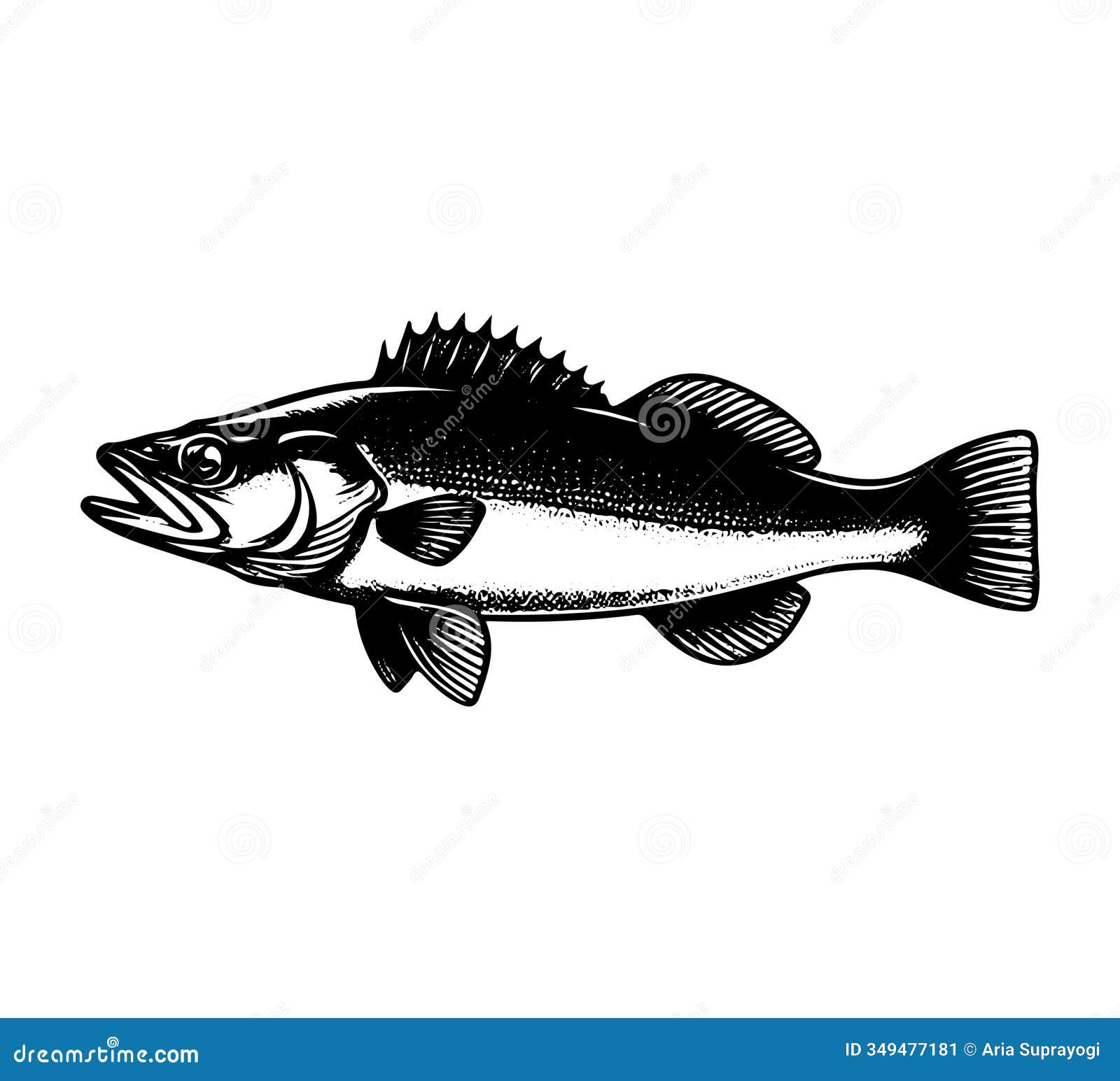 Walleye Fish Hand Drawn Vintage Vector Stock Illustration ...
