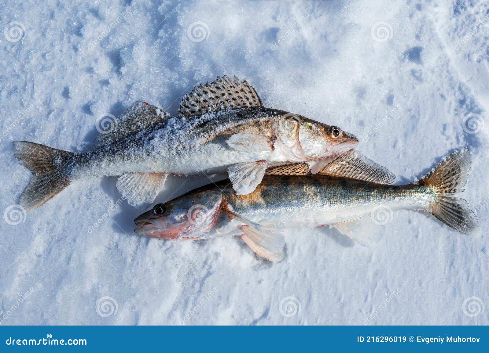 Walleye fish in the snow stock image. Image of catch - 216296019