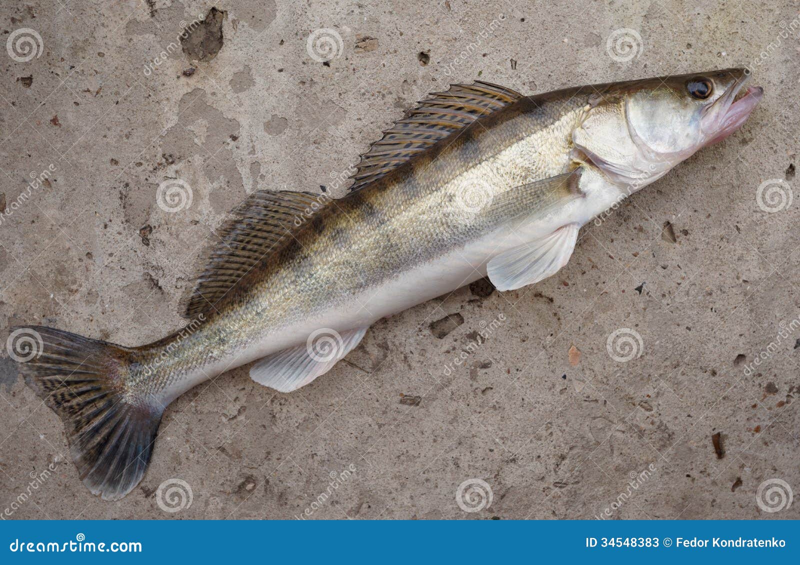 Walleye Lying on Concrete Floor Stock Image - Image of animal, fishing ...