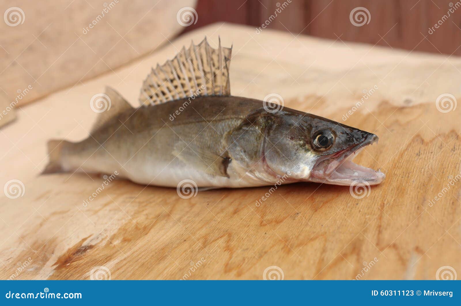 Walleye with open mouth stock image. Image of thorns - 60311123