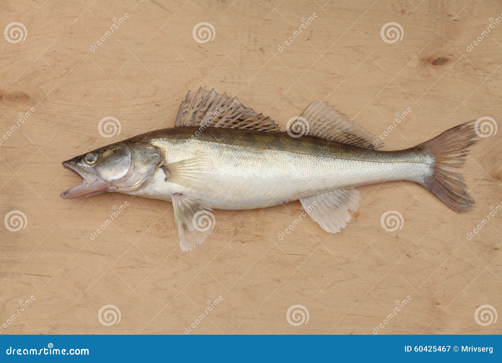 Walleye with open mouth stock image. Image of mouth, predator - 60425467