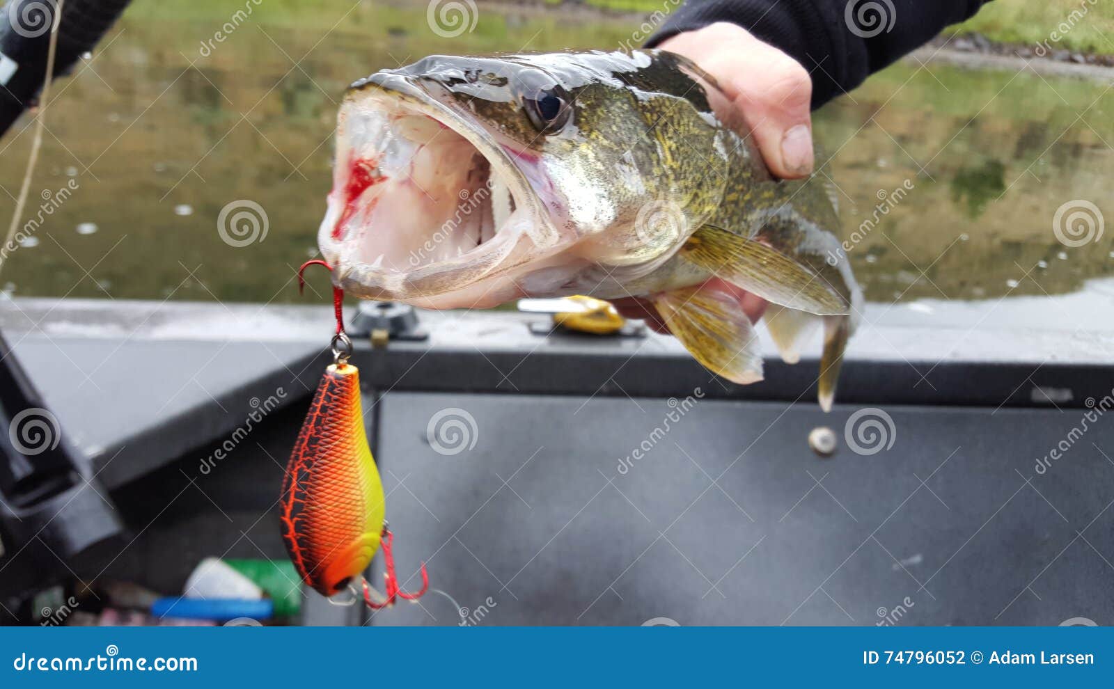 Walleye opens wide stock photo. Image of teeth, opens - 74796052