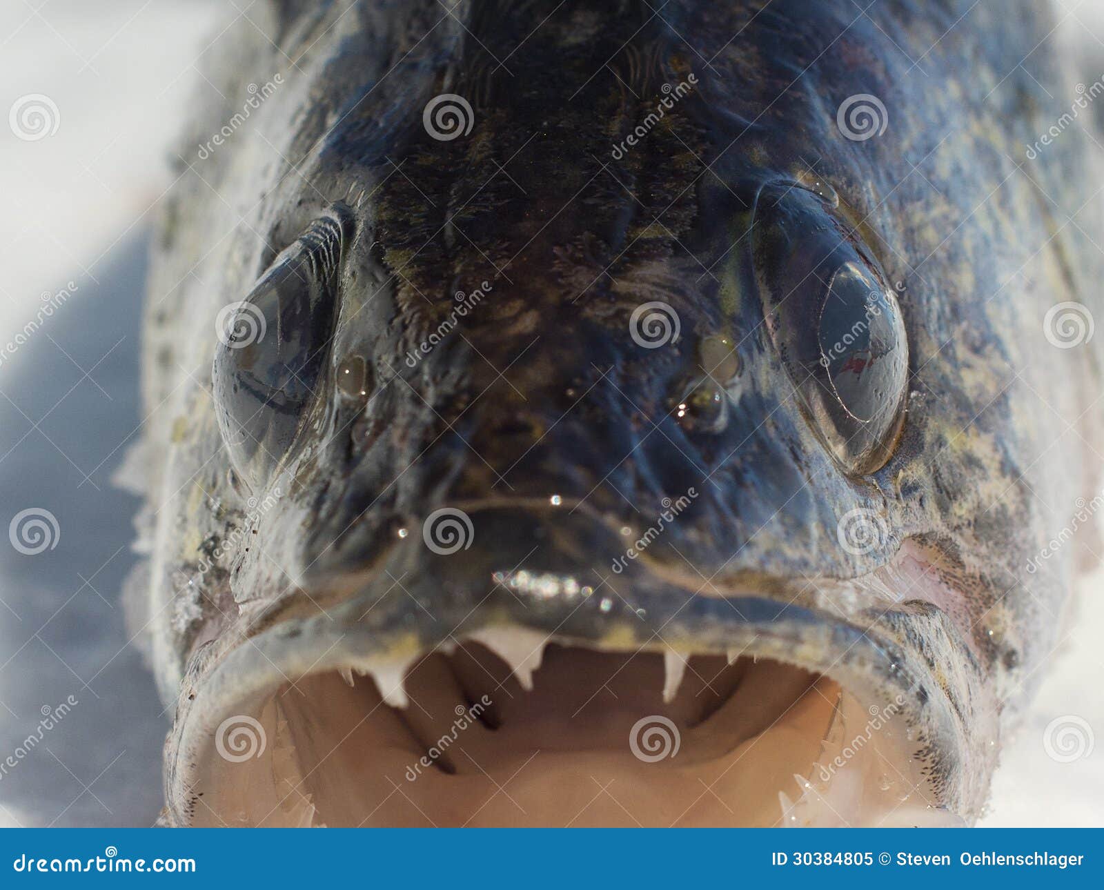 Walleye Pike stock image. Image of lake, tasty, zander - 30384805