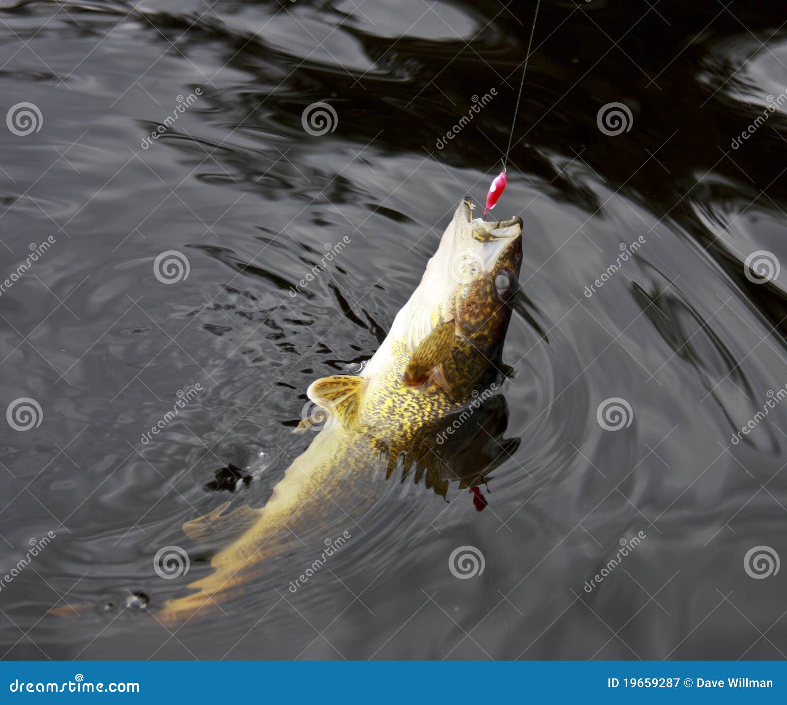 Walleye reeled in stock image. Image of fish, walleye - 19659287