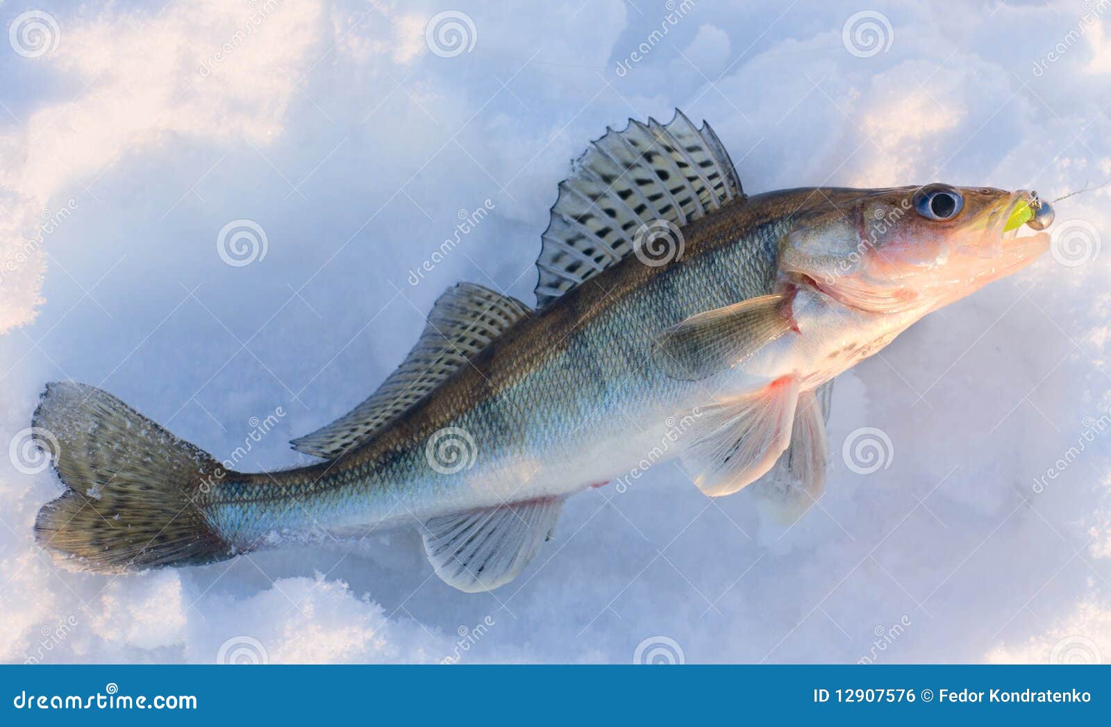 Walleye on snow stock photo. Image of spinning, pain - 12907576